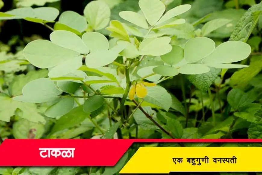 टाकळा: निसर्गातील बहुगुणी औषधी वनस्पती - माहिती, वैशिष्ट्ये आणि उपयोग ...