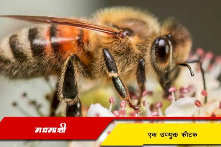 मधमाशी - एक उपयुक्त कीटक - Marathi Buzz