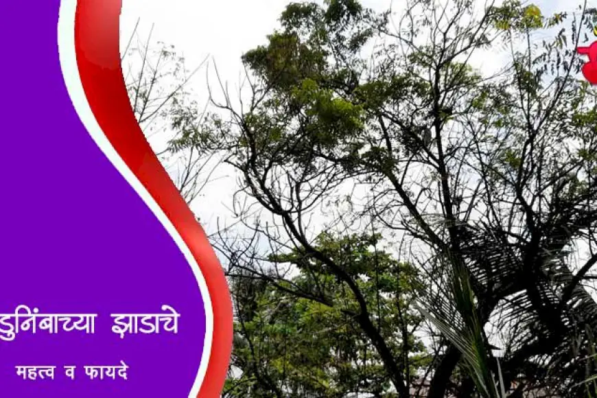 कडुनिंबाच्या झाडाचे महत्व व फायदे - Marathi Buzz
