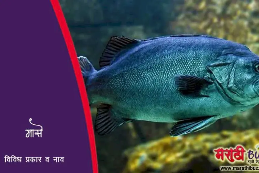 माशांचे प्रकार व नावे: महाराष्ट्रातील प्रमुख मासे आणि त्यांची माहिती ...